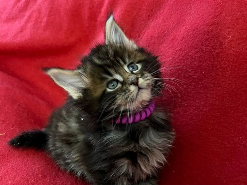 Очаровательные девочки мейн-кун