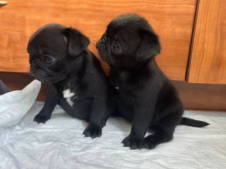 Москва Мопсы черные Щенки