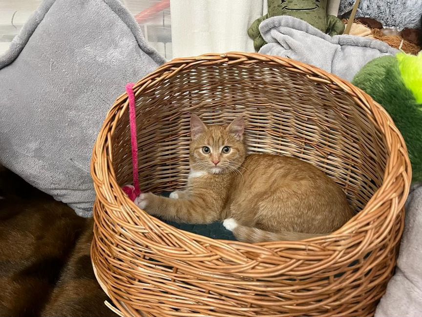 Кошка в дар бесплатно