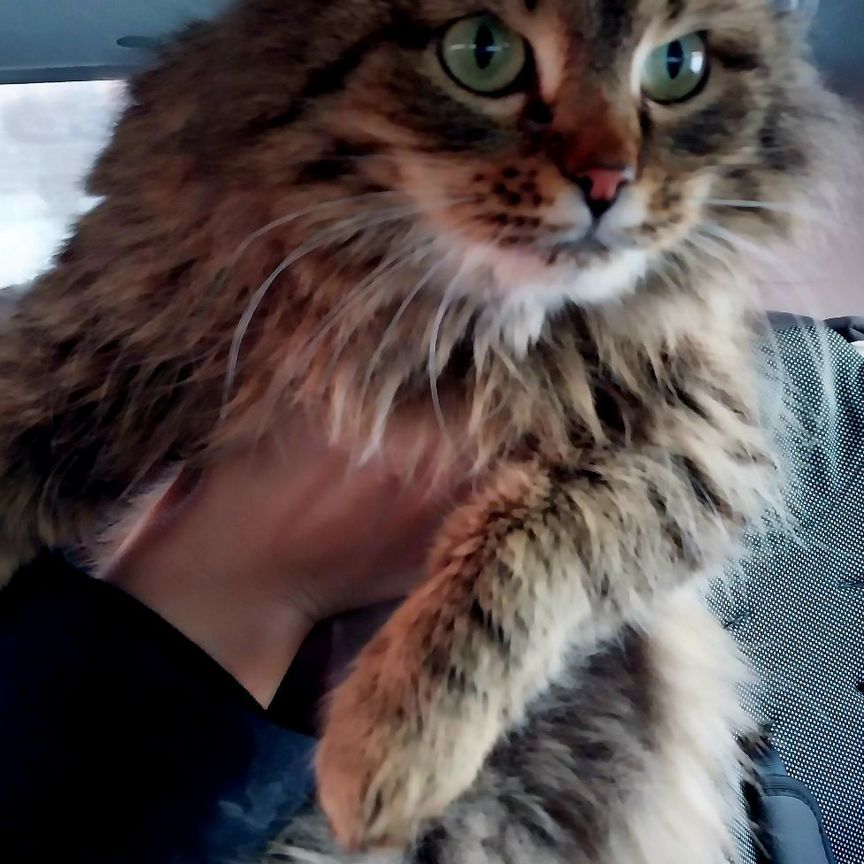 Кошка в дар бесплатно