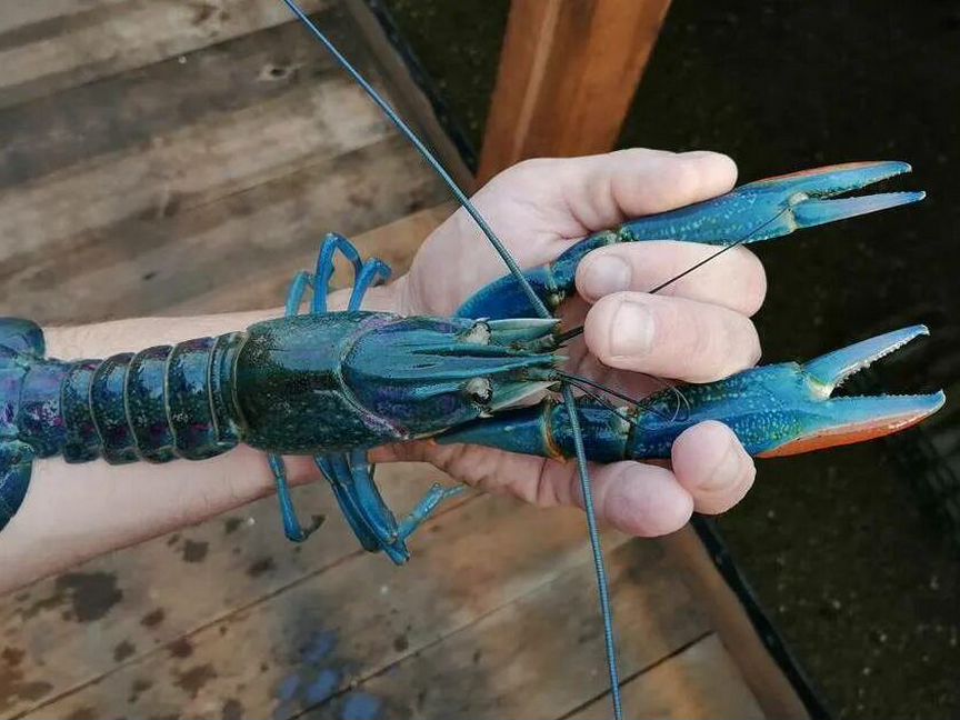 Австралийский рак