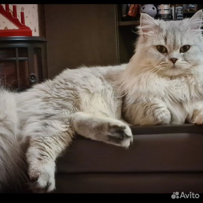 Шотландский кот (чемпион) вязка