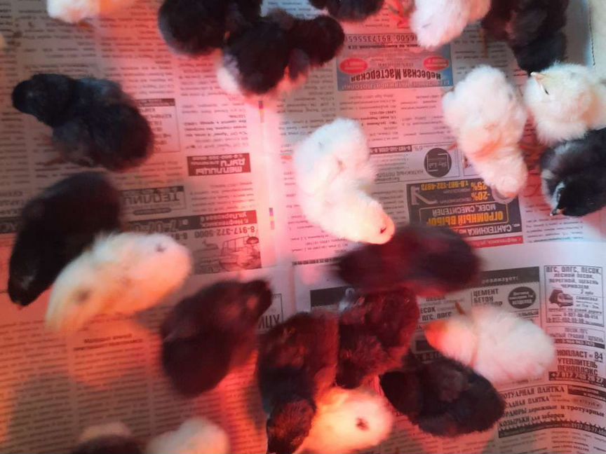 Цыплята суточные