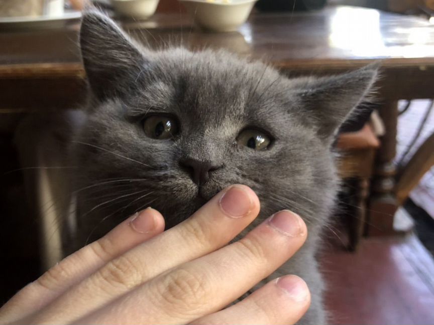 Котомальчик 2 мес