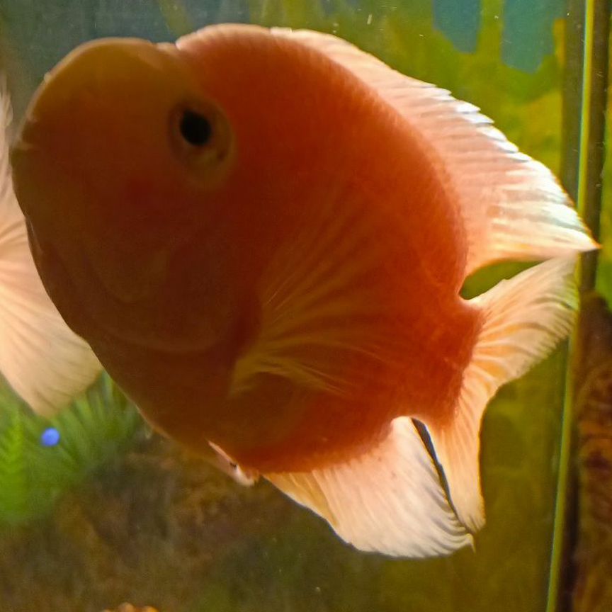 Аквариумная рыба Попугай