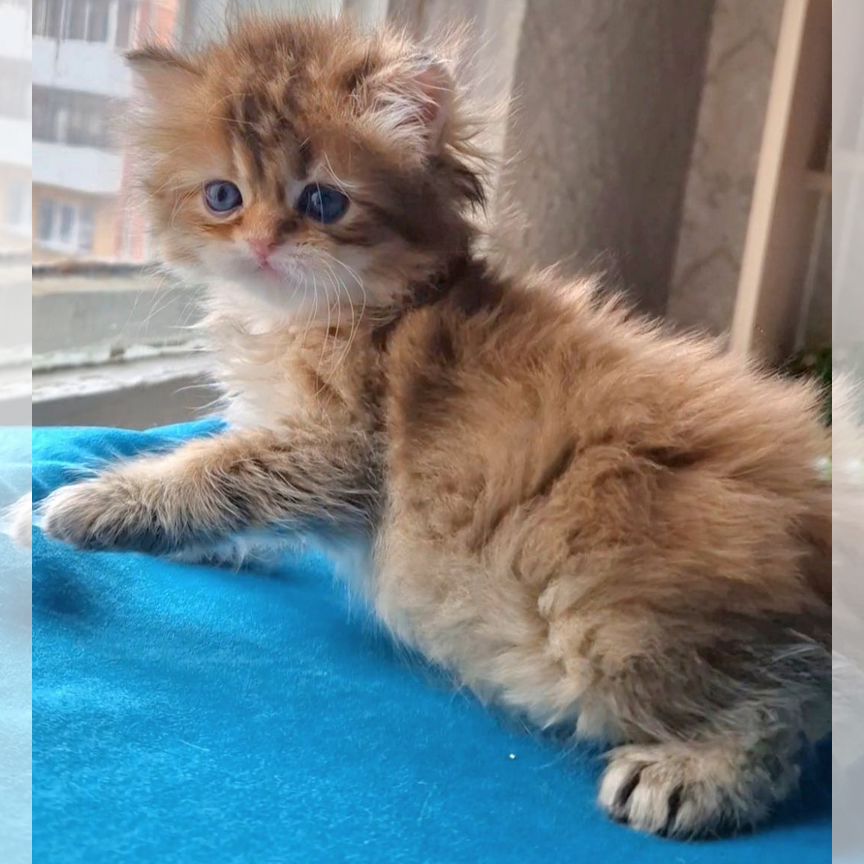Шотландский вислоухий длинношёрстный котёнок