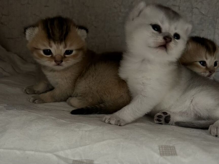 Шотландские вислоухие котята