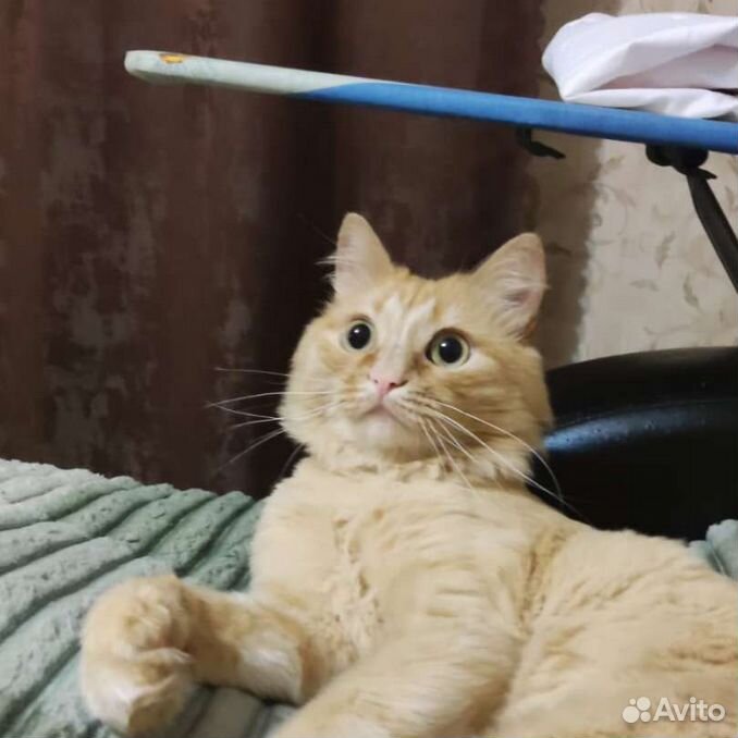 Кот Тимофей