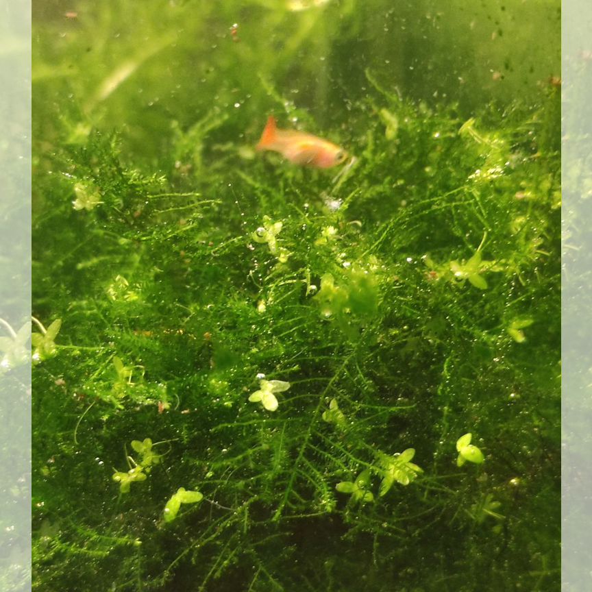 Мох новогодний