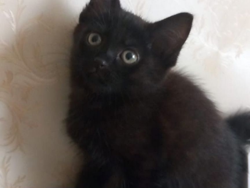 Котенок Кнопик в добрые руки