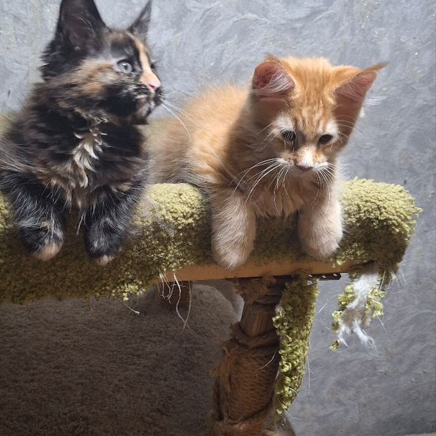 Котята мейн-кунята