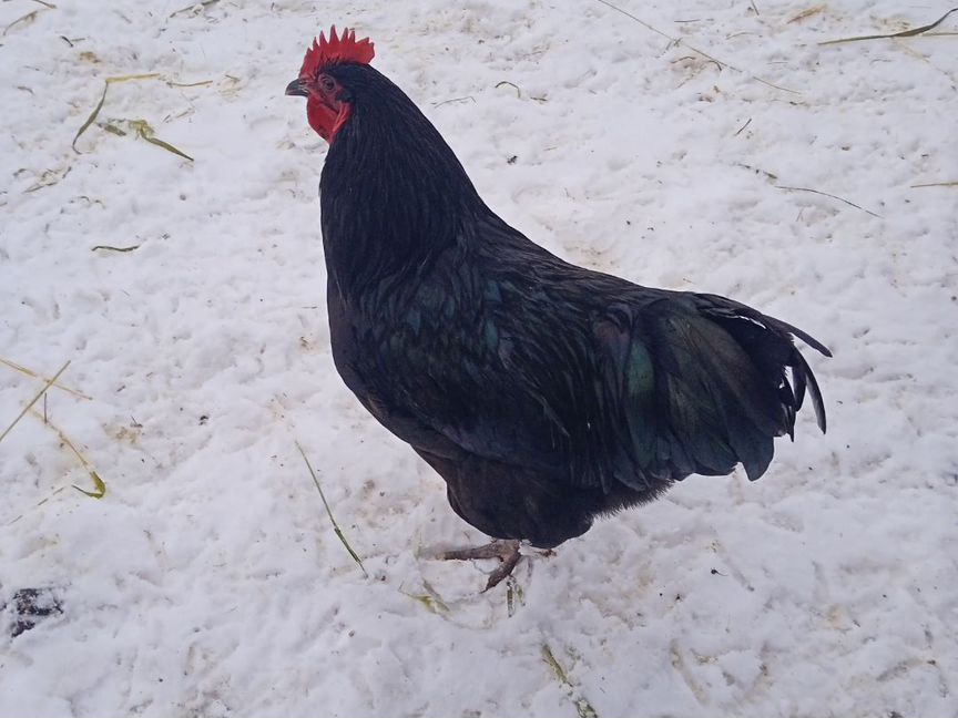 Куры петухи