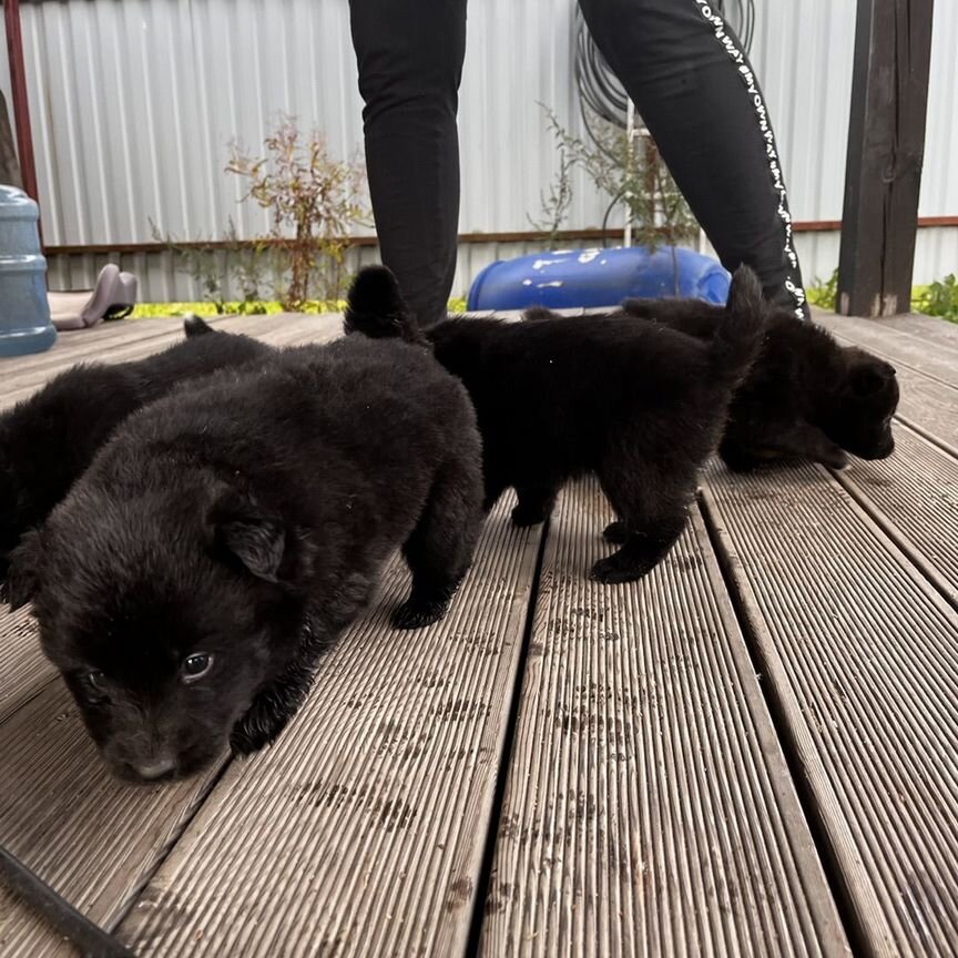 Отдам щенков в добрые руки