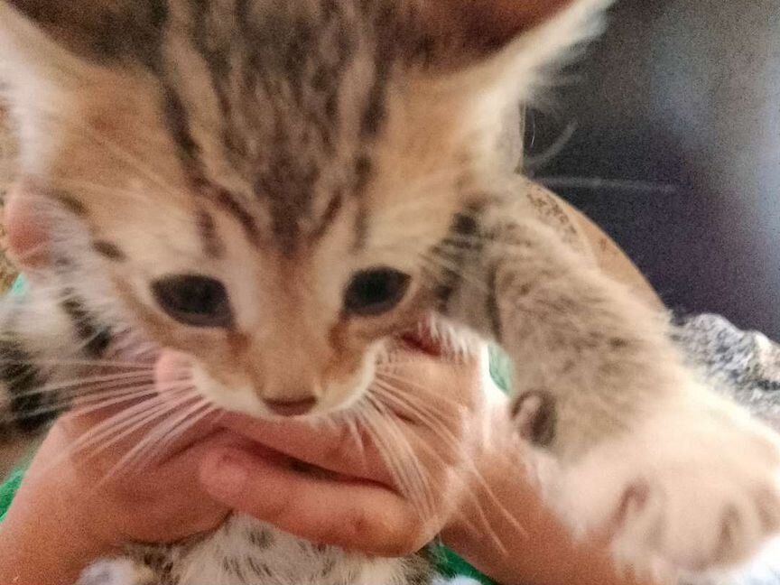 Котята отдадим бесплатно