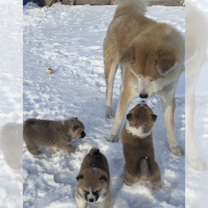 Акита-ину, щенок