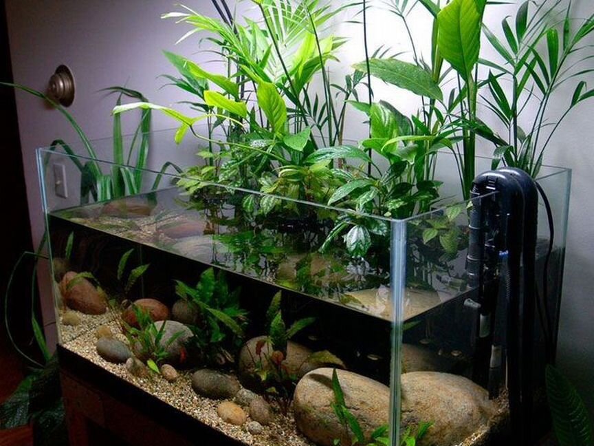 Аквариумист консультация / помощь