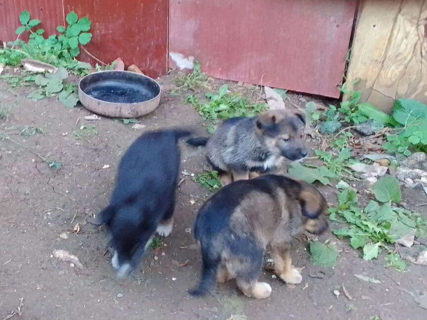 Щенки бесплатно