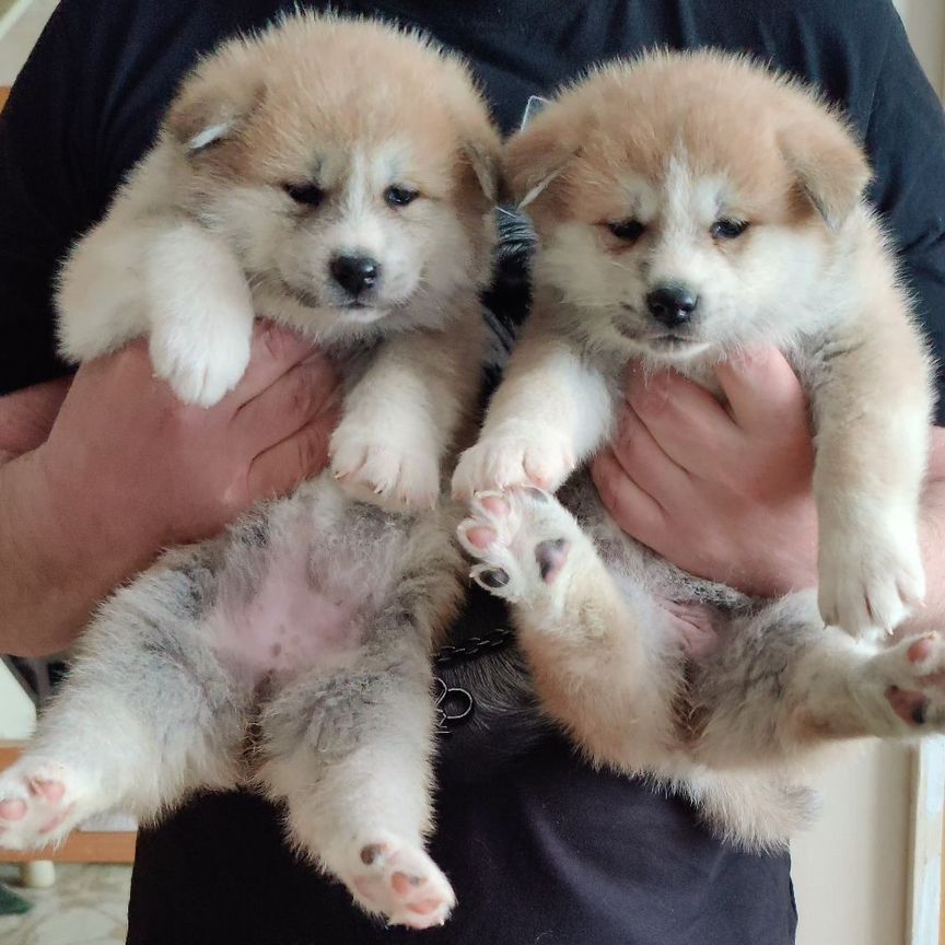 Акита-ину, щенок