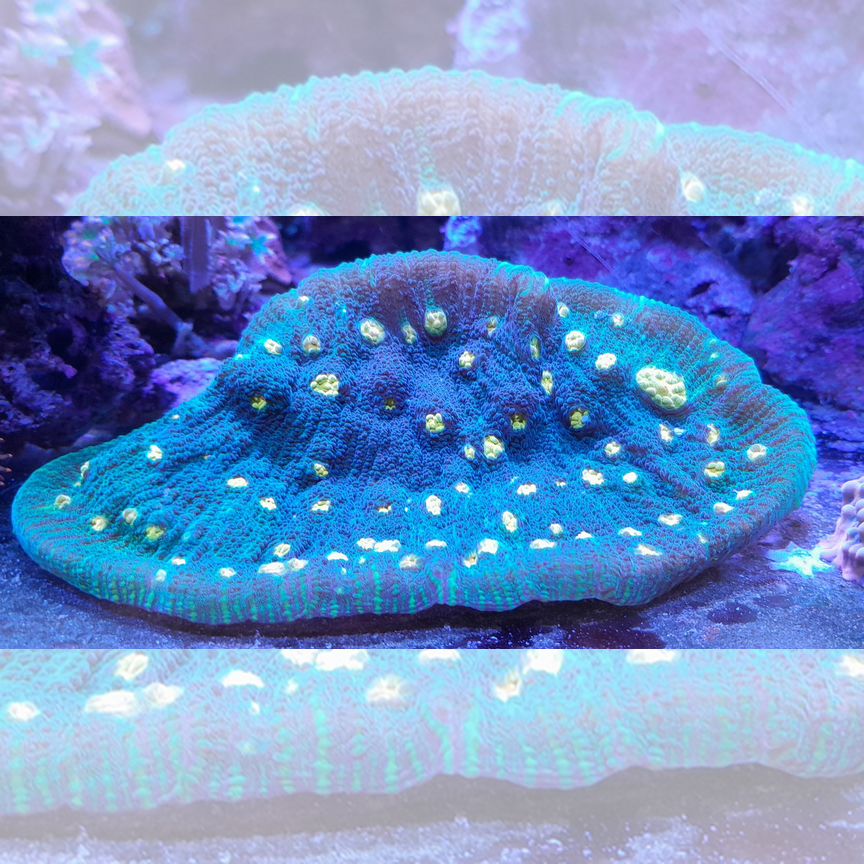 Кораллы Монтипора Чалис в морской аквариум