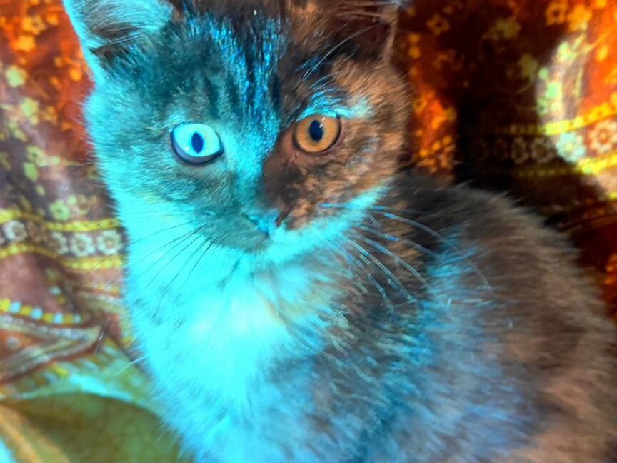 Котенок Котёночек котенок