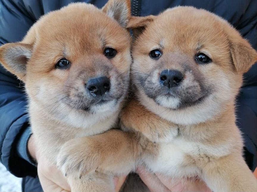 Щенки сиба ину