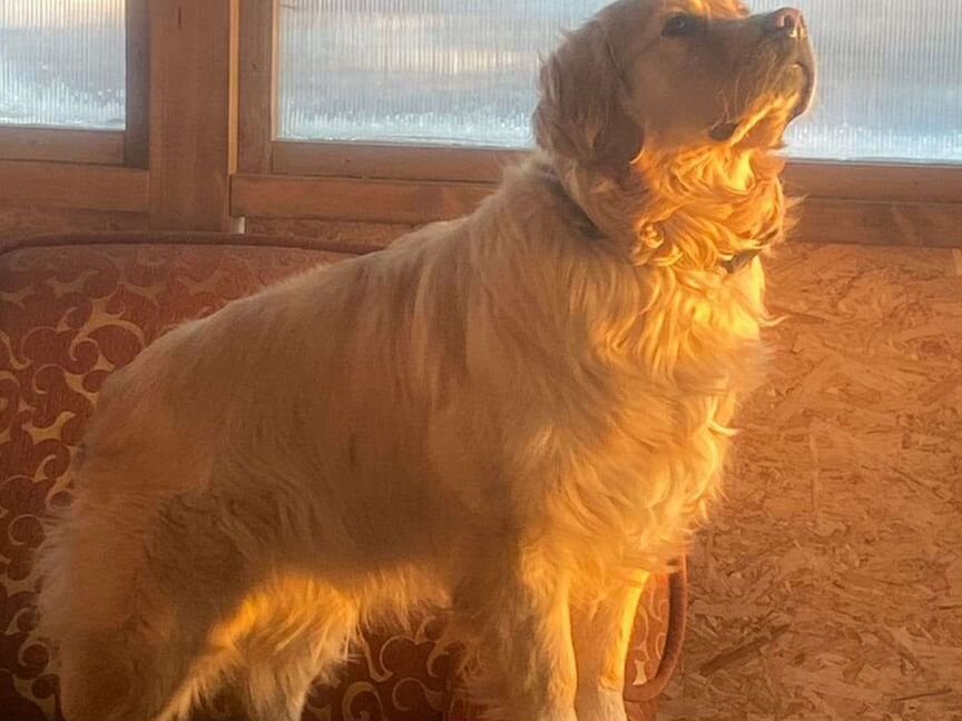 Собаки бесплатно