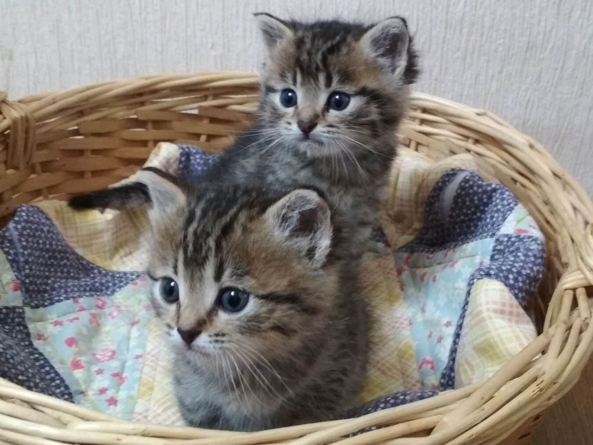 Беспородные котята