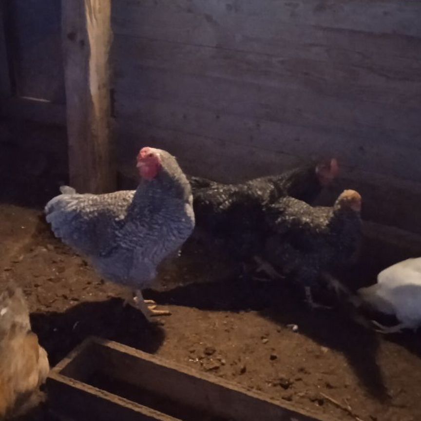 Сельского хозяйства