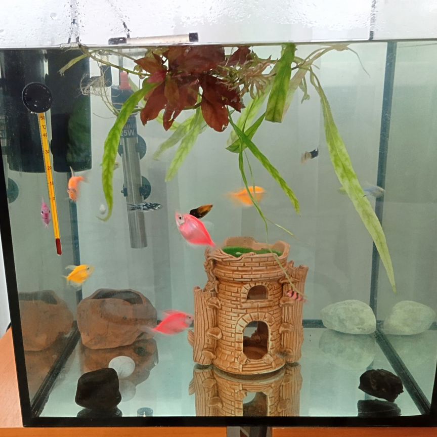 Аквариум с рыбками