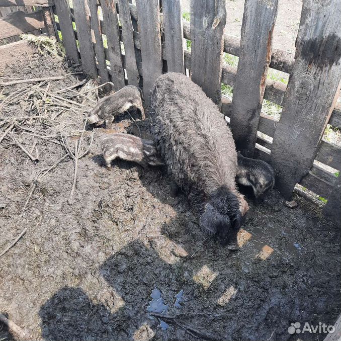 Поросята Венгерской мангалицы