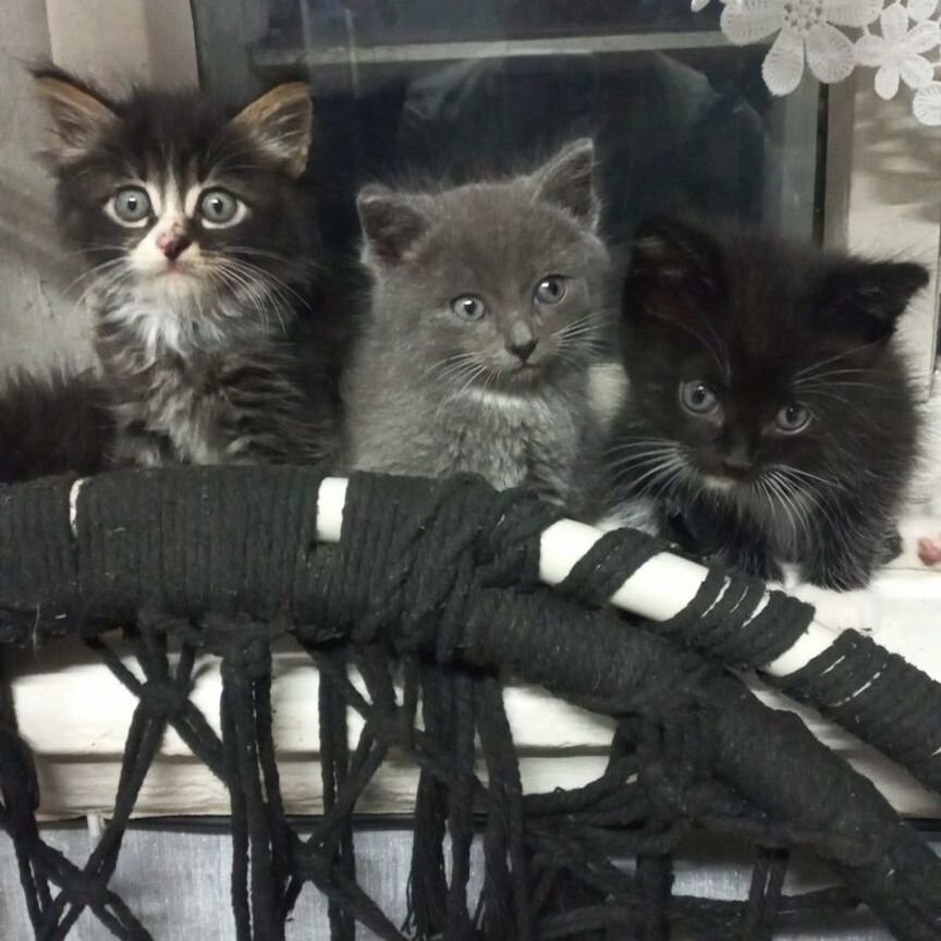 Котики бесплатно в добрые руки