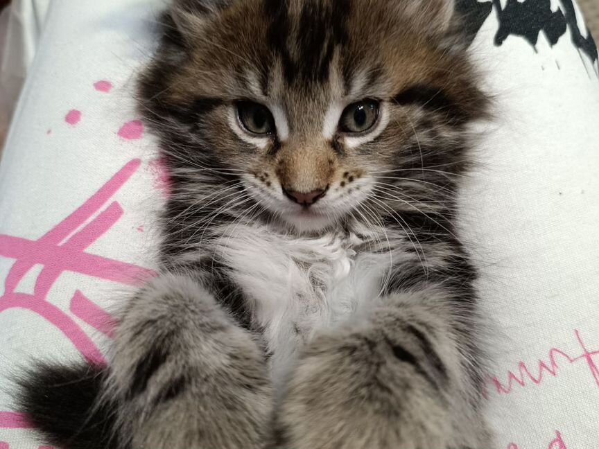 Котята мейн-кун