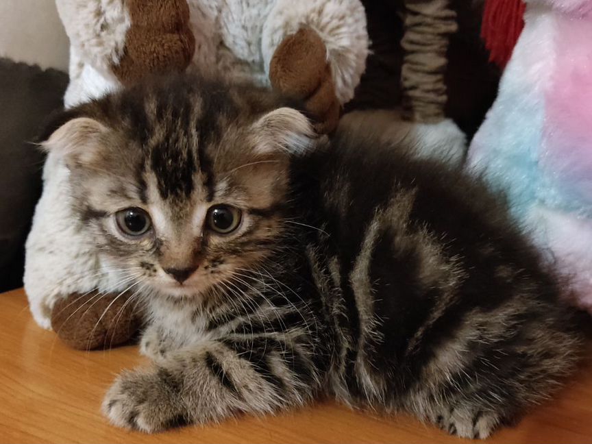 Шотландская вислоухая кошка