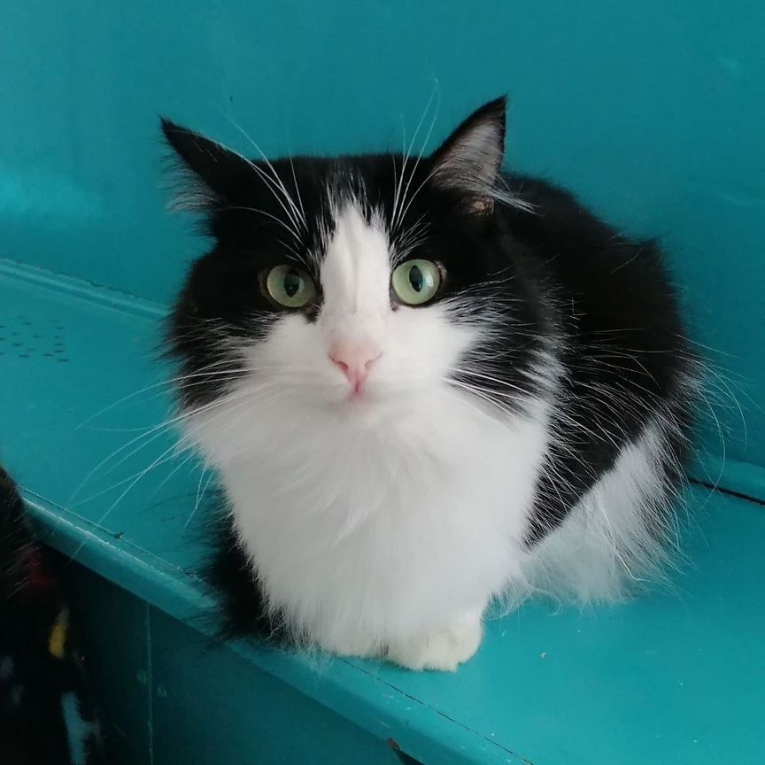 Взрослая кошка в добрые руки