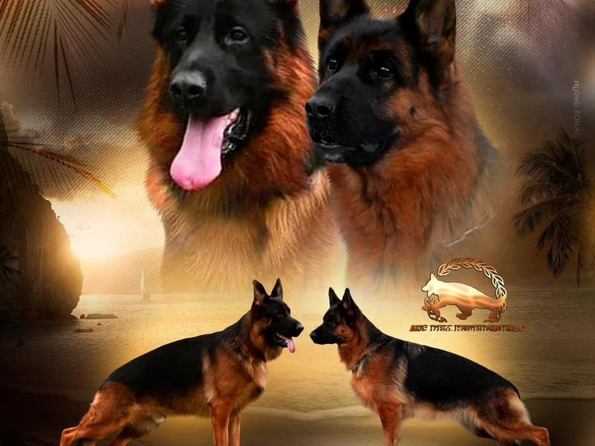 Щенки немецкой овчарки