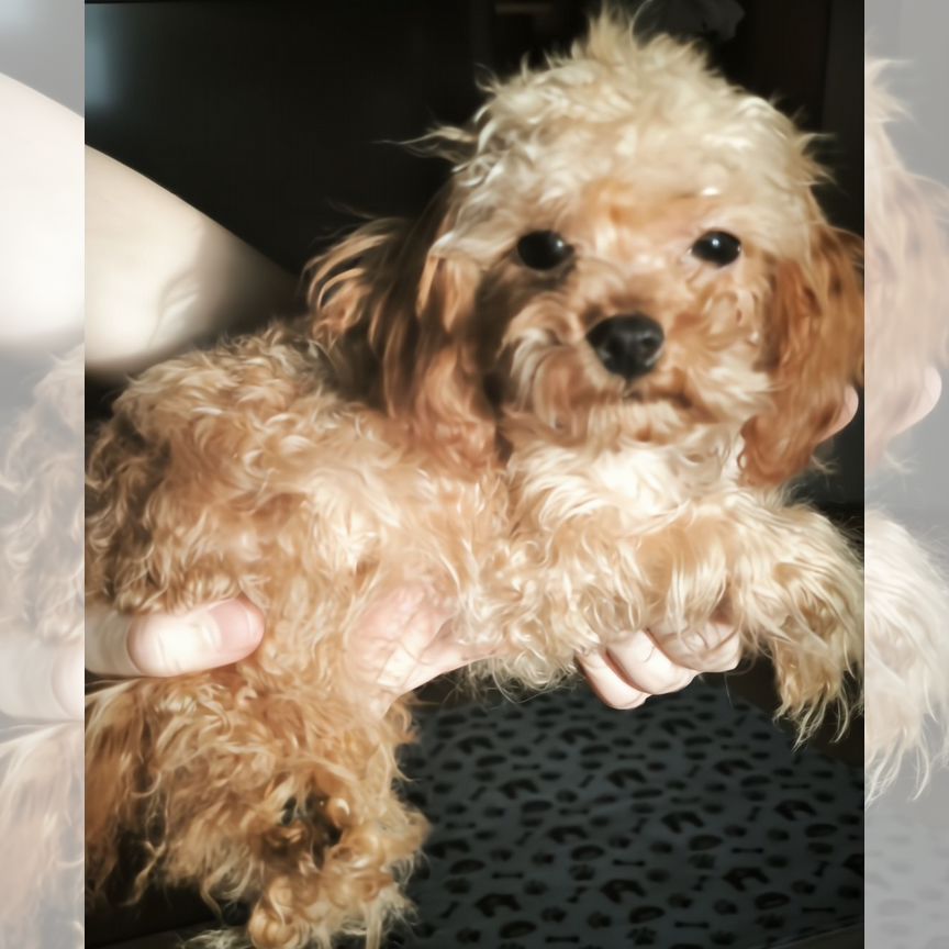 Той-пудель, щенок