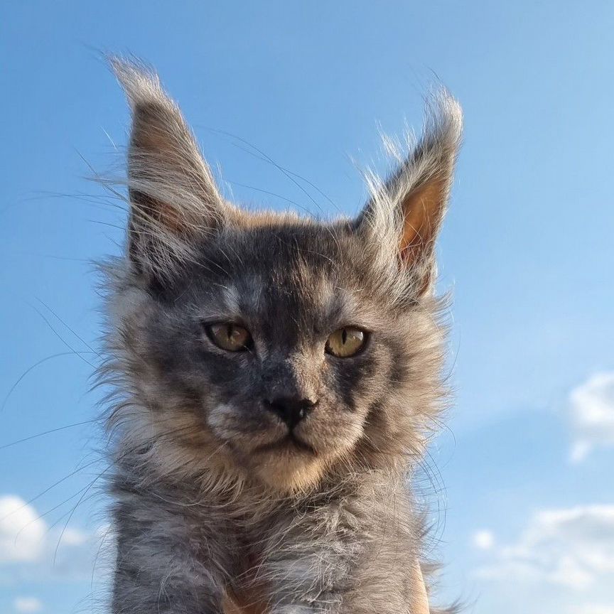 Котята мейн-кун