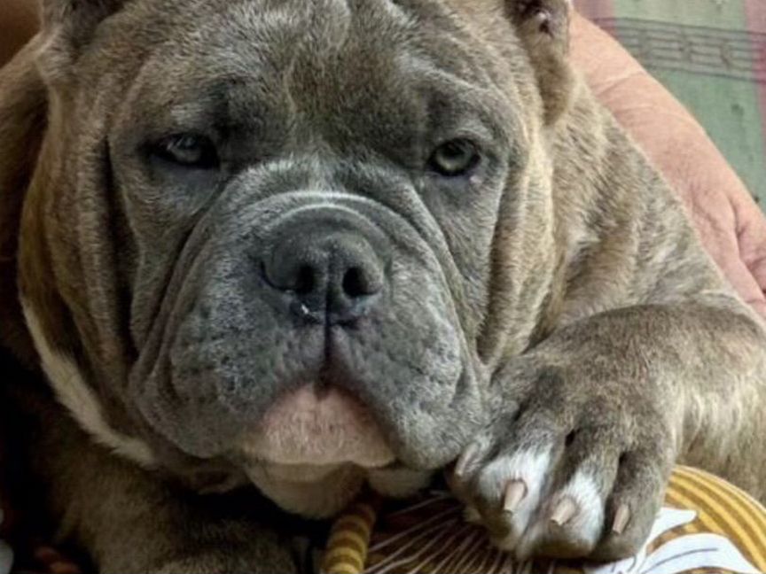 Американский булли супер красотка