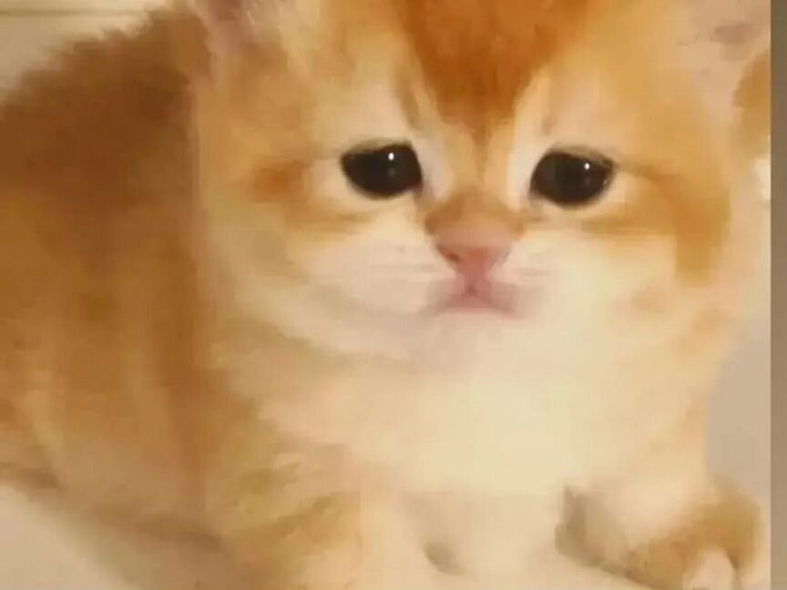 Золотой шоколадный мальчик BRI by 12