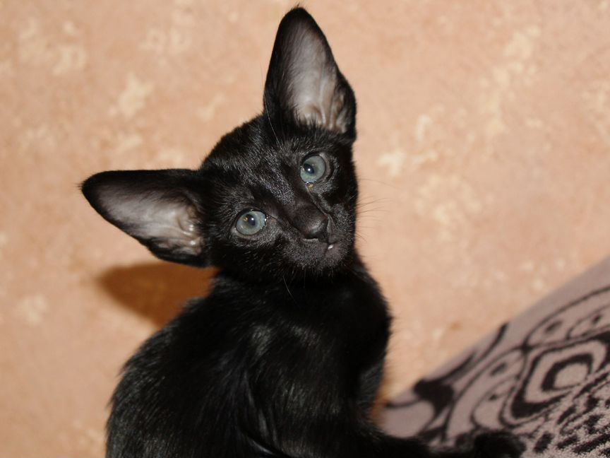 Ориентальные котята