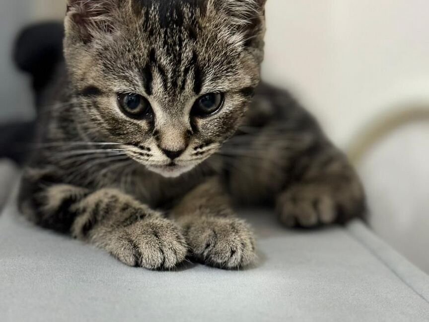 Европейская отдам котенка