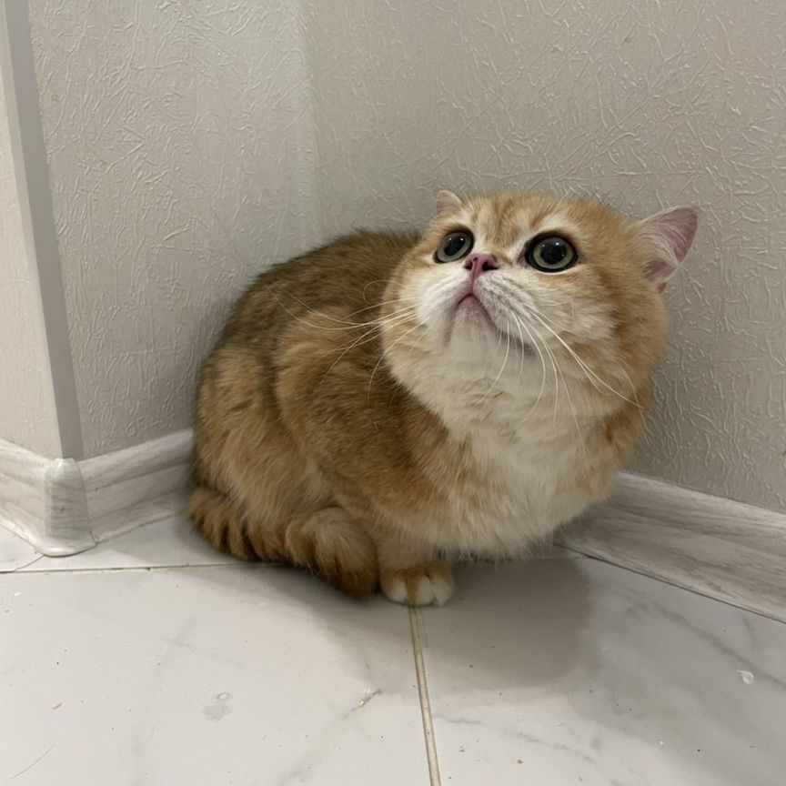 Кот золотая шиншилла