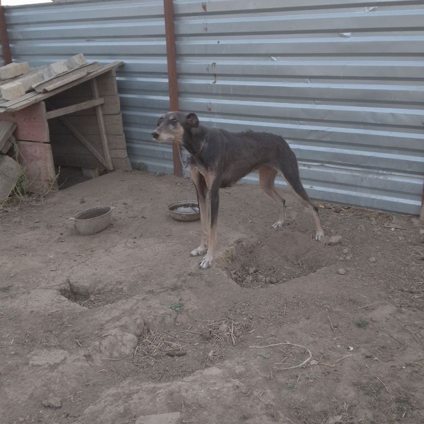 Хортая борзая