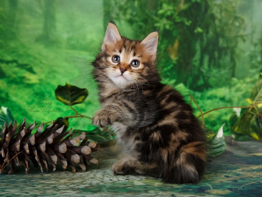 Клубные котята