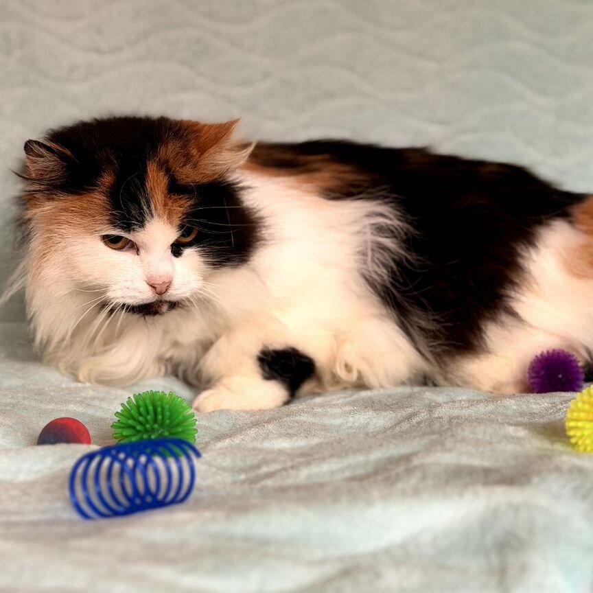 Взрослая, кошка в добрые руки