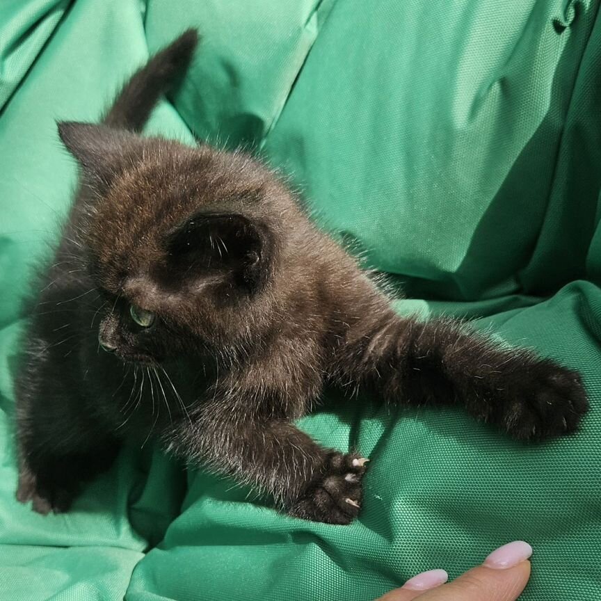 Британский короткошёрстный котёнок