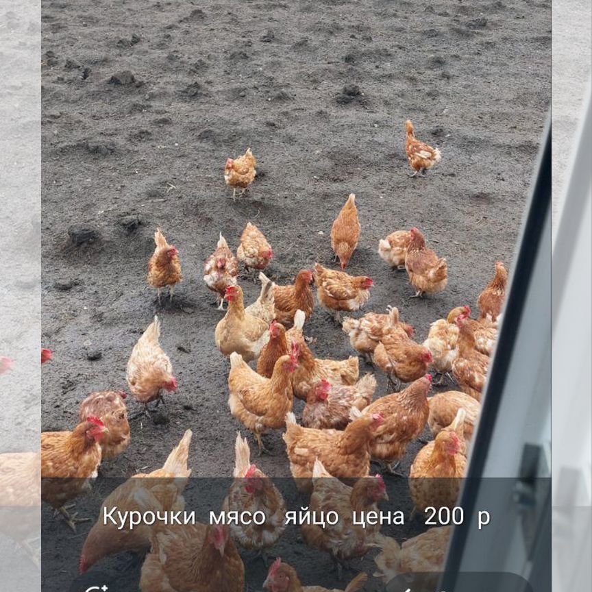 Куры молодки несушки домашние