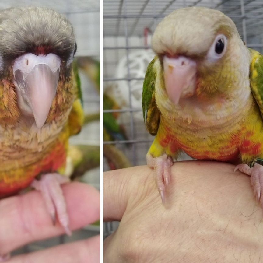 Попугай Пиррура ручные