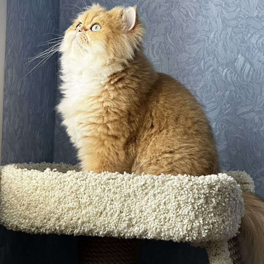 Кот золотая шиншилла