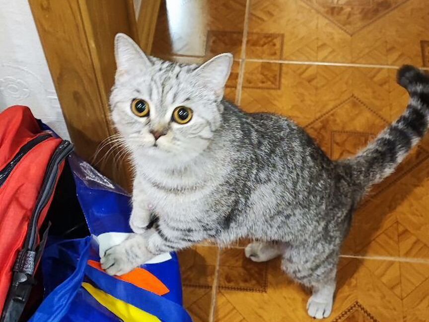 Девочка шотландка Страйт прямоухая